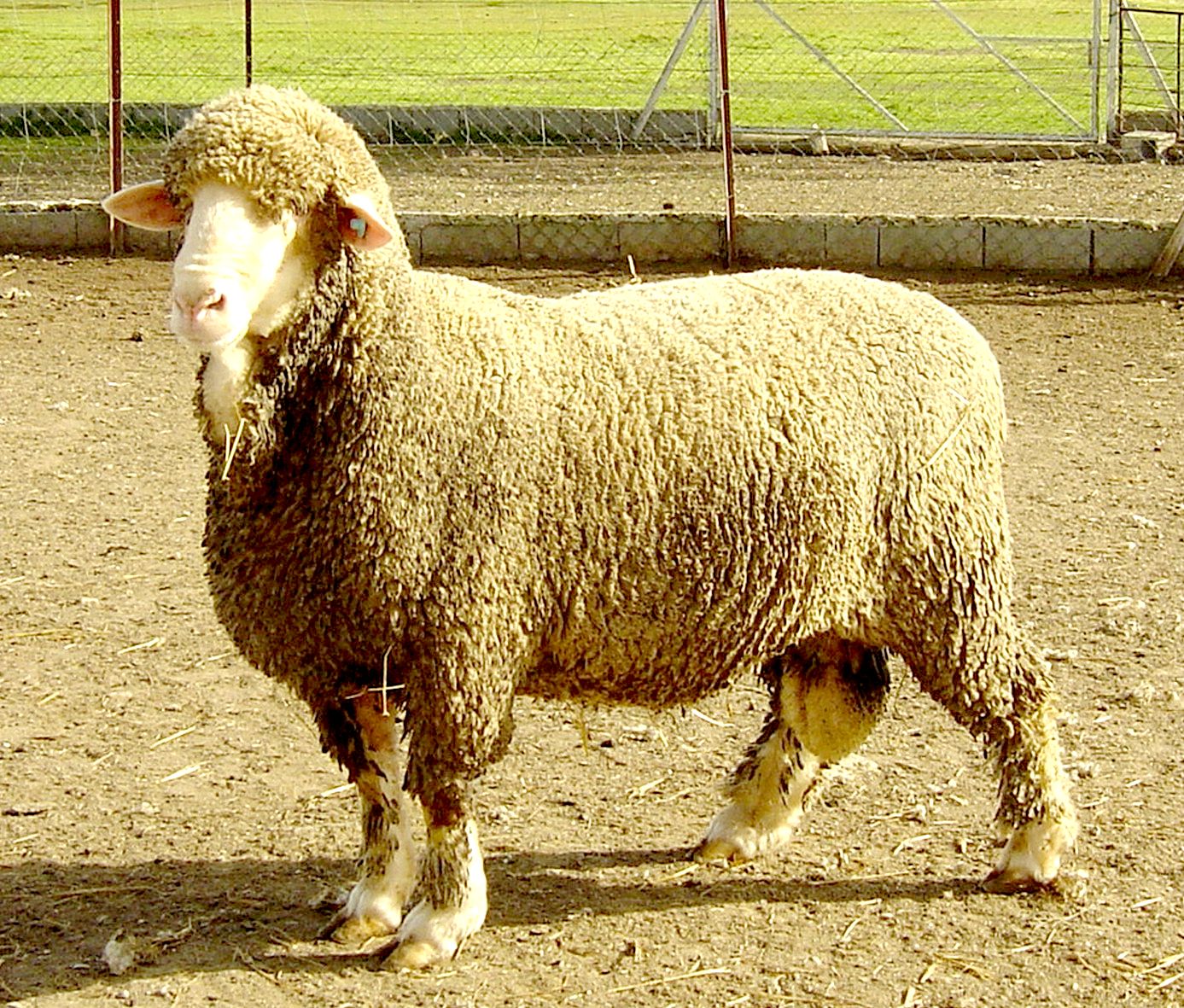 Raza ovina MERINA